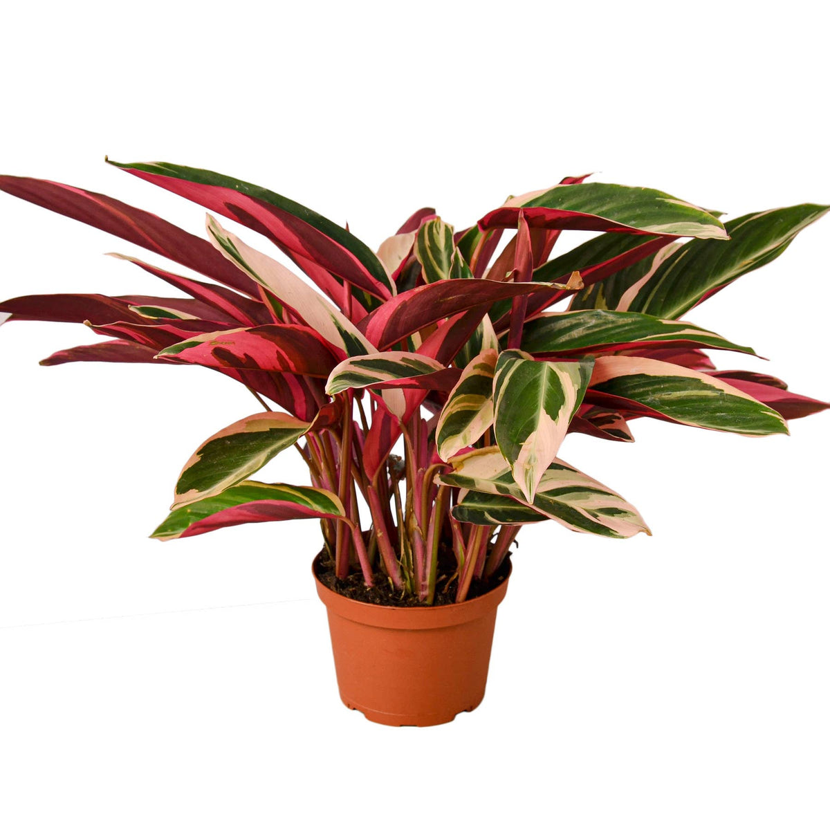 STROMANTHE TRIOSTAR 6-inch – Bowerbird Flowers
